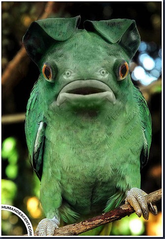 Kitty Stampede: Adoring: Human Descent